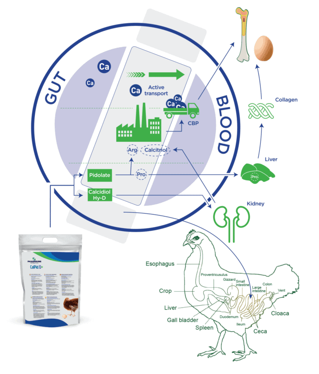 CalPid D+ – Pharmsure Intl