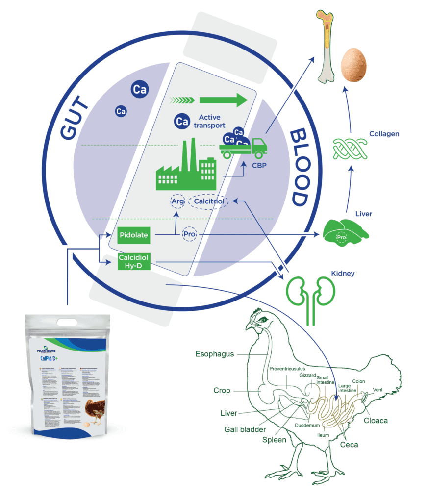 CalPid D+ – Pharmsure Intl